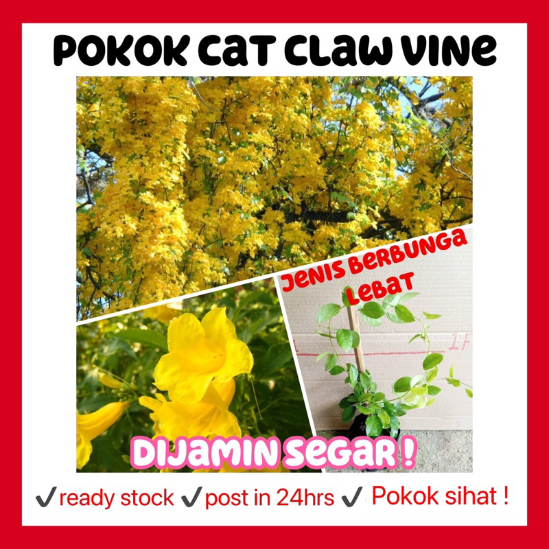 rina • pokok cat claw vine • ivy dolichandra unguis-cati funnel creeper ...
