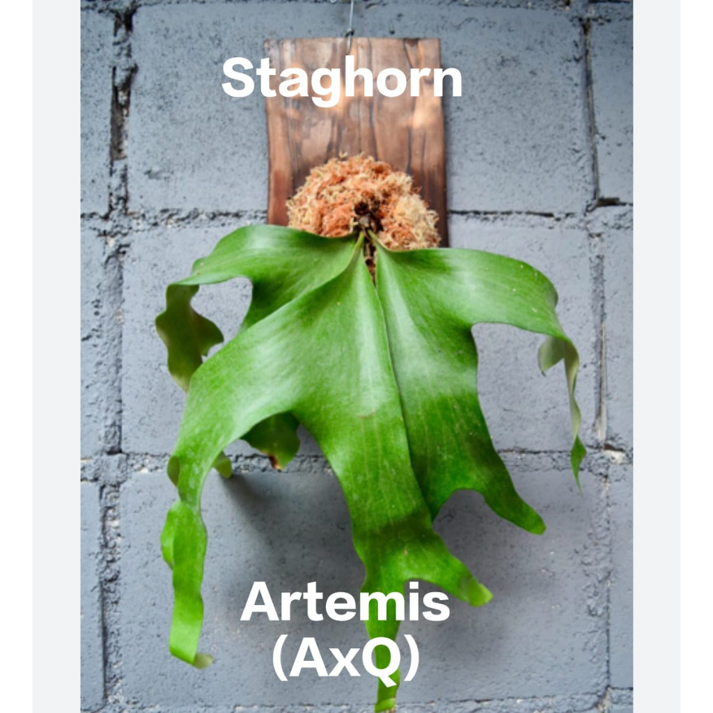 Exotic Plant - Staghorn Artemis (AxQ) | Shopee Malaysia