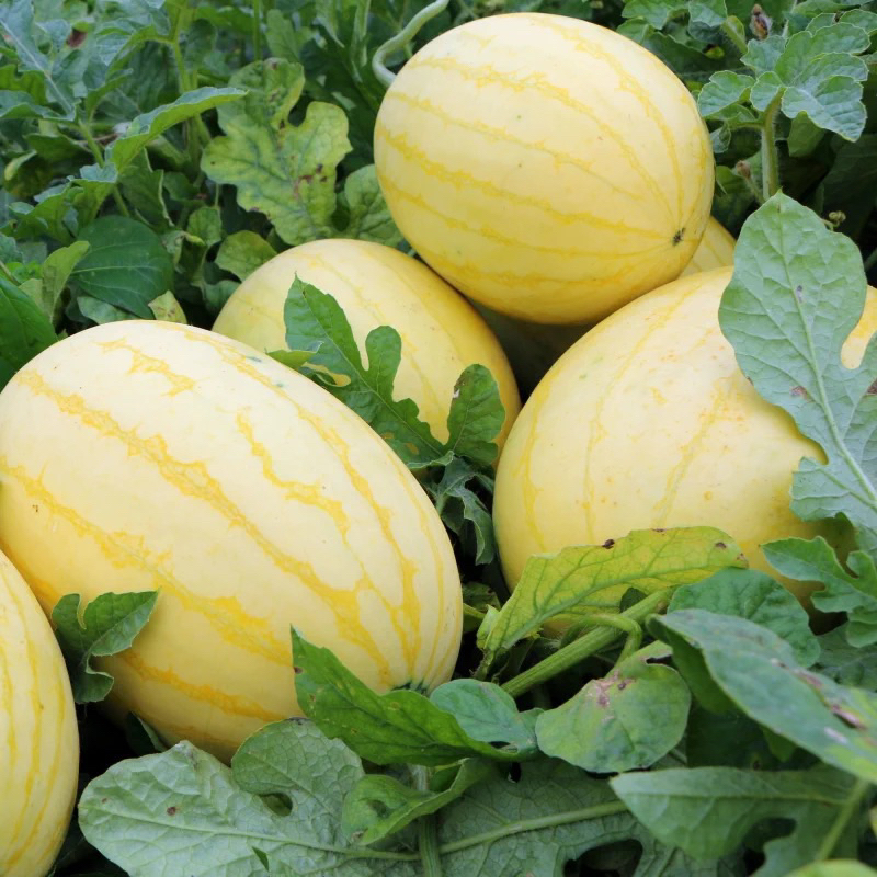 Sweet Yellow Watermelon Seeds 5pcs / Biji Benih Tembikai Kuning Manis ...