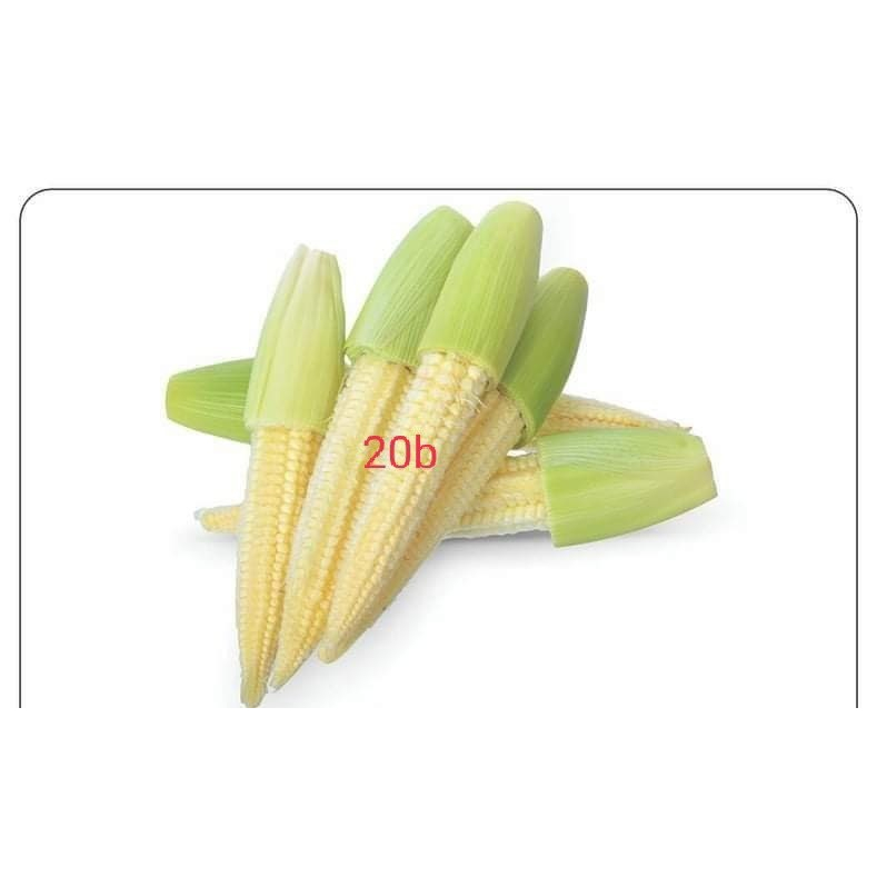 BABY CORN 444 Baby Corn Seeds 玉米笋种子Biji Benih Jagung Baby Biji Benih ...