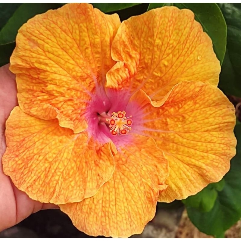 Part 2/6 : Pokok Bunga Raya Hybrid Sea Hibiscus Variegata Variegated ...