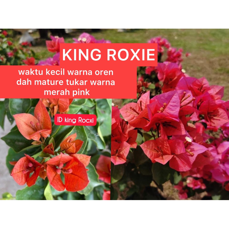 Bunga Kertas Pelbagai Jenis ID RARE,Bougainvillea | Shopee Malaysia