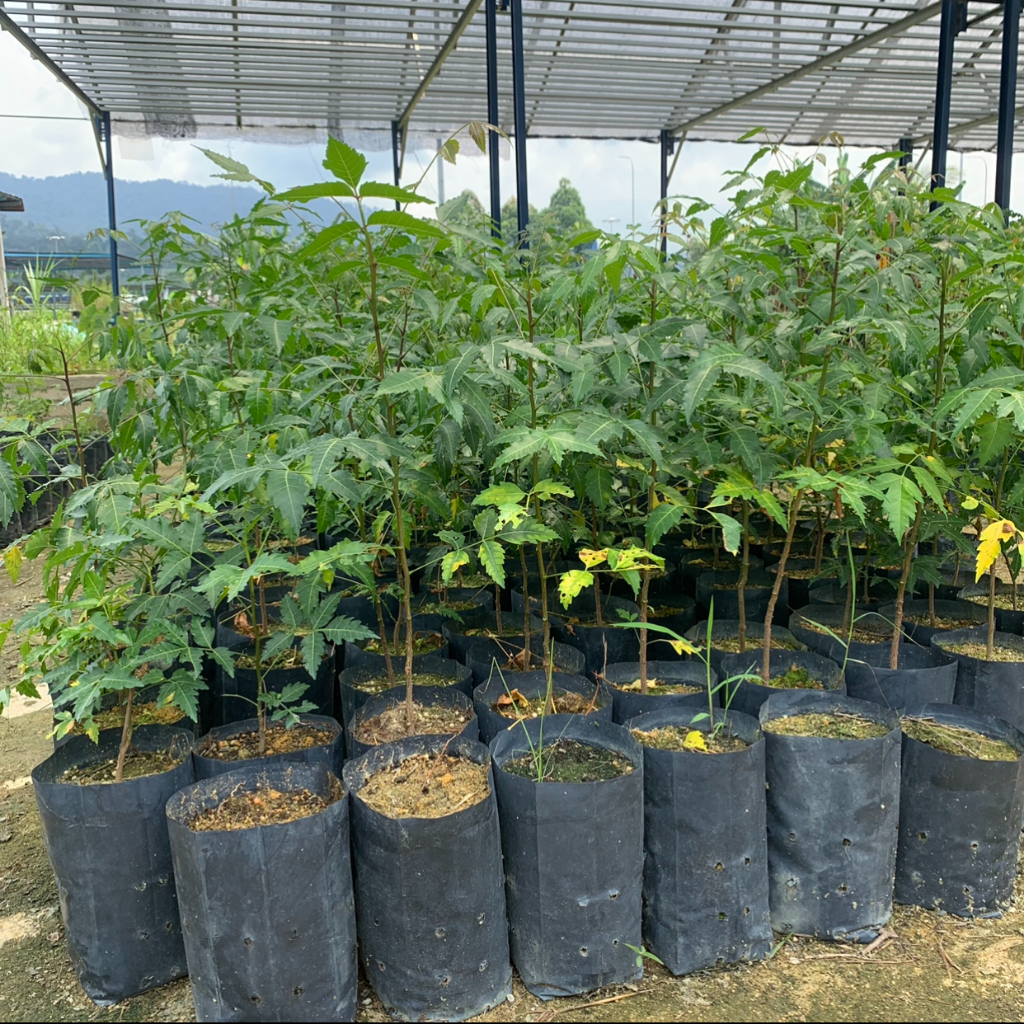 Pokok Semambu / Neem | Shopee Malaysia