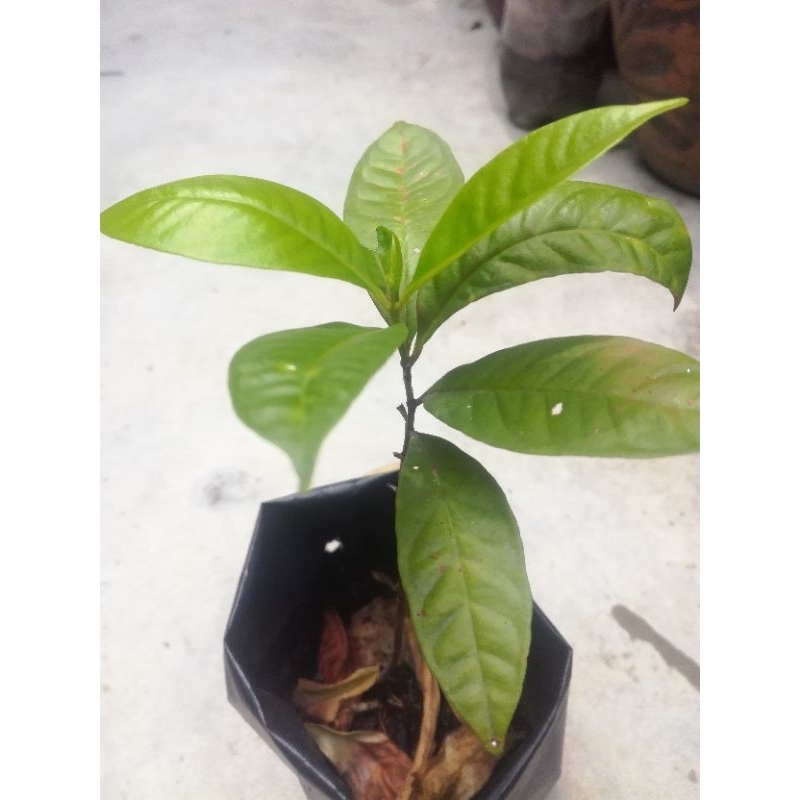 Pokok Daun Salam @ Serai Kayu @ Bay Leaf (Anak Pokok) | Shopee Malaysia