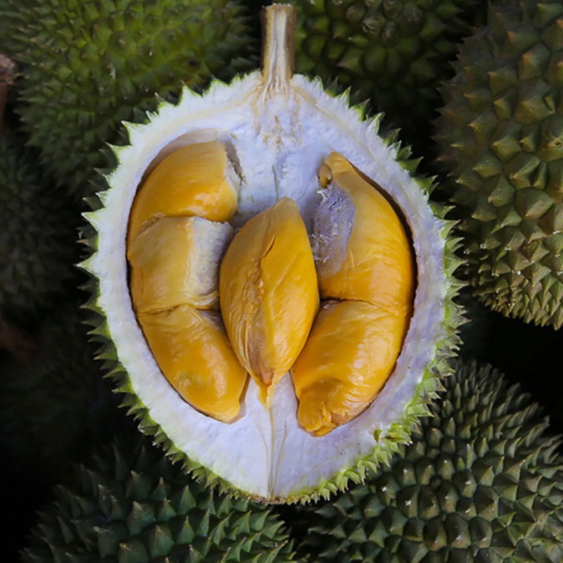 Anak pokok durian raja kunyit original | Shopee Malaysia