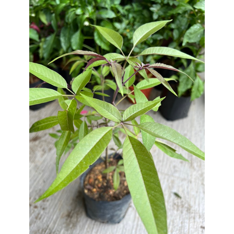 Pokok Lemuni - Daun Lemuni daun herba ibu dalam pantang | Shopee Malaysia