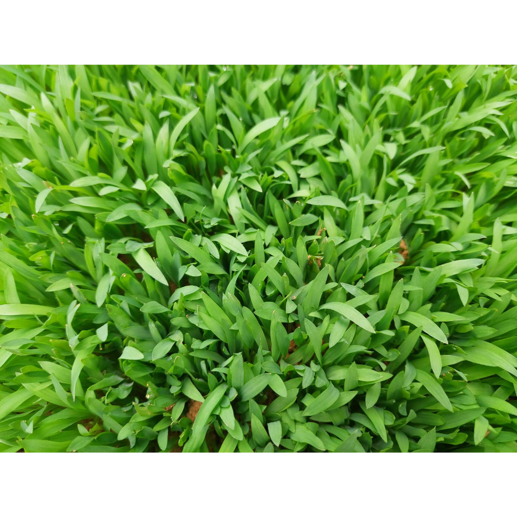 BIJI BENIH RUMPUT RUZI TERNAKAN LEMBU DAN KAMBING 1KG | Shopee Malaysia