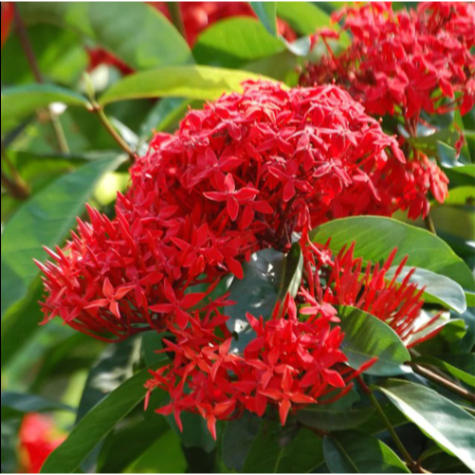 24HR SHIPOUT Pokok Bunga Exora/Ixora/Jejarum ( Merah , Pink , Putih ...