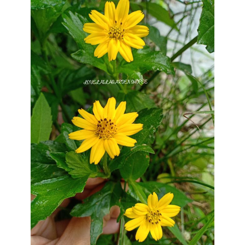 VEDELIA•SINGAPORE DAISY• 6 KERATAN BATANG • | Shopee Malaysia