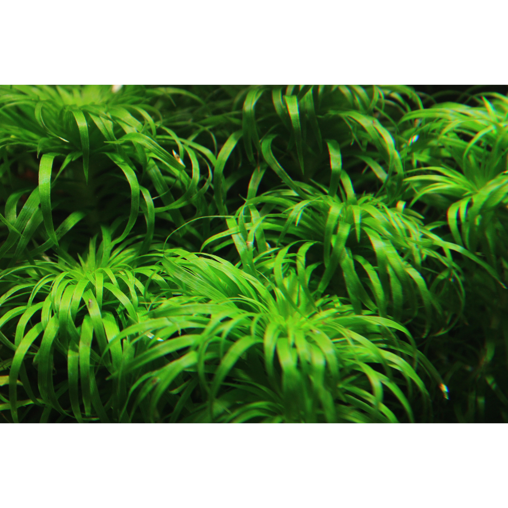 Syngonanthus sp ‘Belem’ 绿太阳 5 Stem Rare Aquatic Plant/ Submerged ...