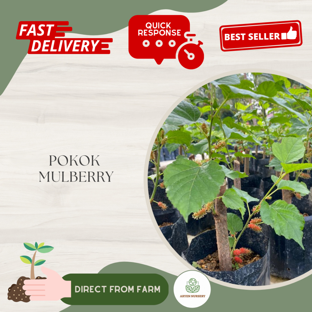 Aryen Nursery || Pokok Mulberi | Shopee Malaysia