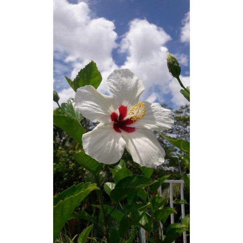 Bunga raya putih White hibiscus白色大红花(Tiada penghantaran ke Sabah dan ...
