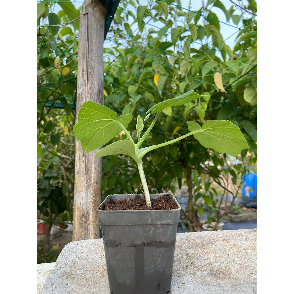 Anak pokok labu butternut (butternut pumpkin) | Shopee Malaysia