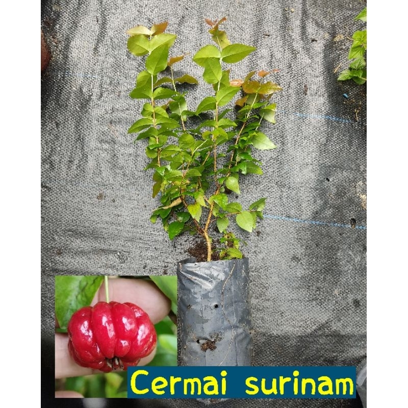 Cermai Merah Surinam Pokok | Shopee Malaysia