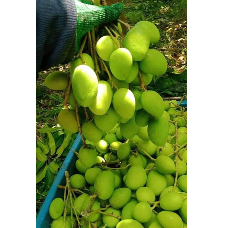 Buah Mangga Telur Belum Masak/Buah Pauh Ringan Putik/Buah Mangga Masam ...