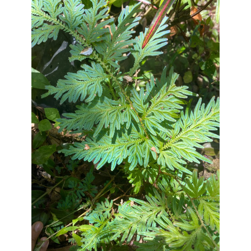 pokok selaginella rumput biru | Shopee Malaysia