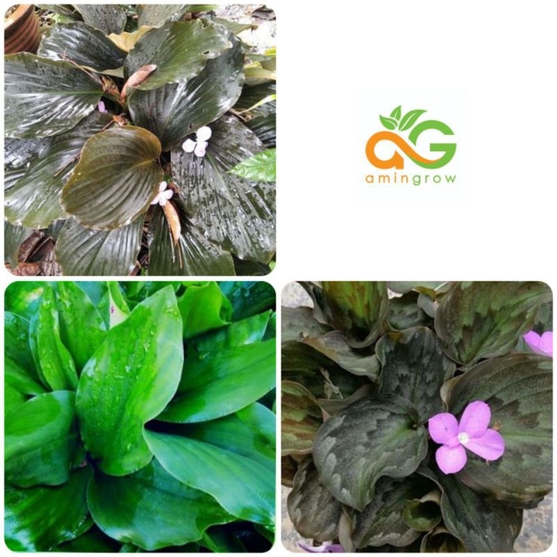 amingrow- 🌱3Sulur RM5 Koleksi Sulur Pokok Cekur/Kencur (Kaempferia ...