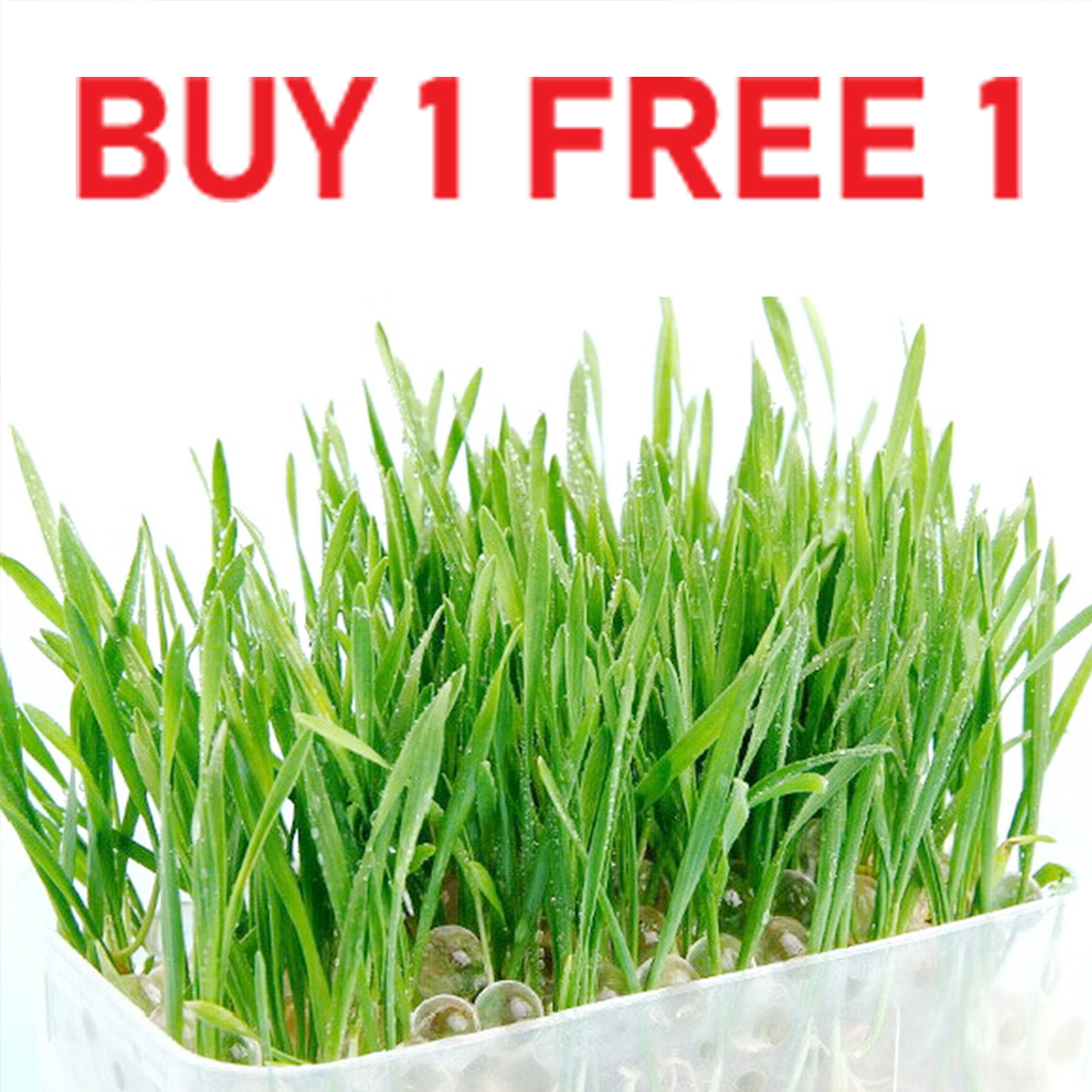 BUY 1 FREE 1 !! Rumput untuk kucing - cat grass ( biji benih ) Cat ...