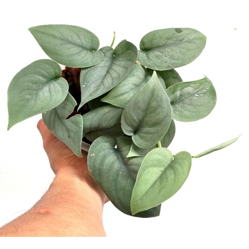 Scindapsus Silver Hero (pic 150323) | Shopee Malaysia