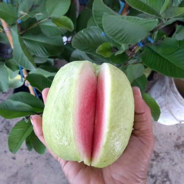 Anak Pokok Jambu Batu Pink Seedless/Tiada Biji | Shopee Malaysia