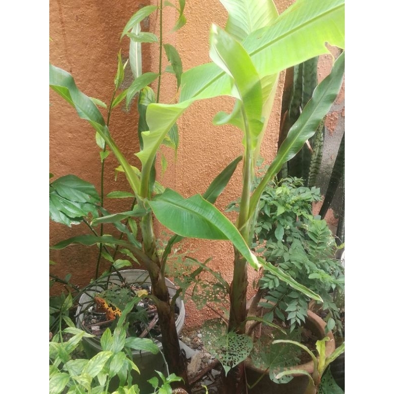 Anak Pokok/Sulur Pisang Empat Puluh Hari @ Pisang Boyan | Shopee Malaysia