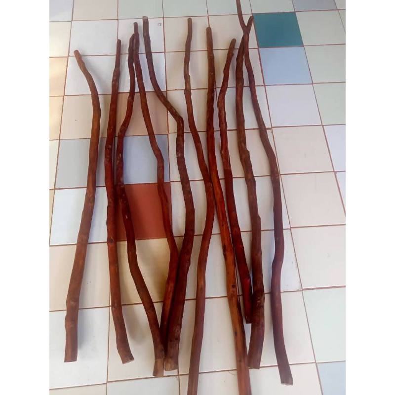 tongkat raja kayu/raja kayu | Shopee Malaysia
