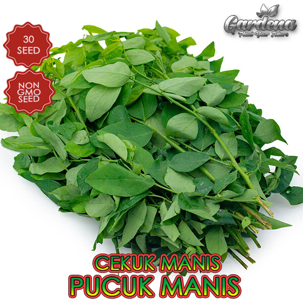 BIJI BENIH PUCUK MANIS / CEKUK MANIS / ASIN-ASIN ATAU CEKUR MANIS ...