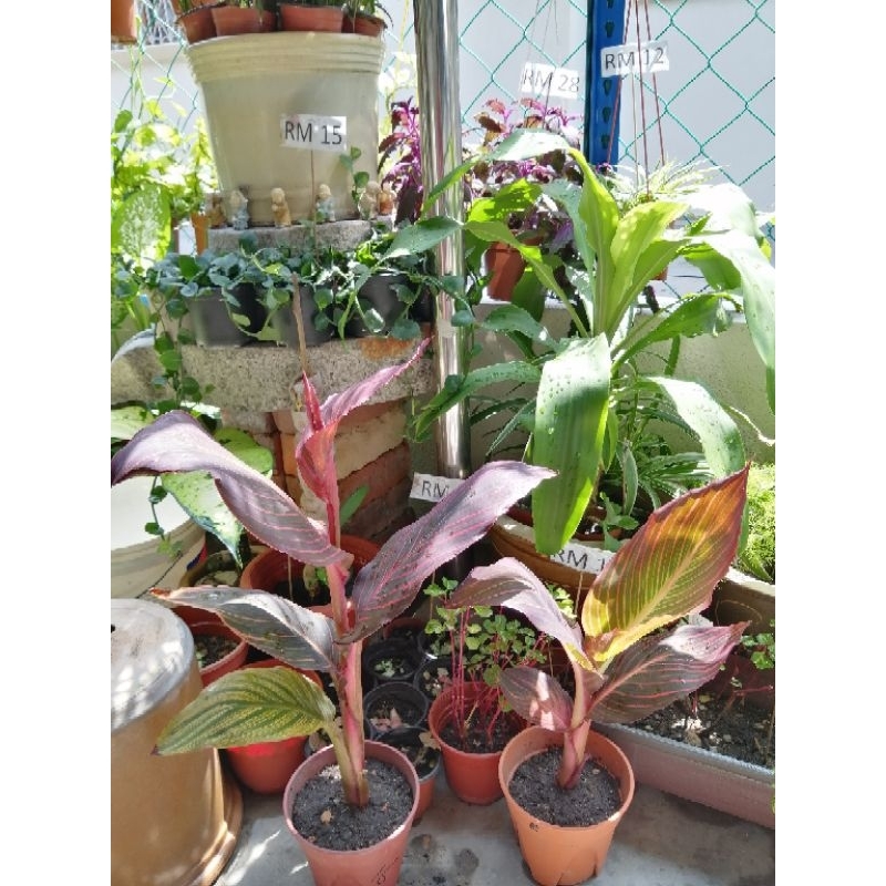 Canna Lily / Pringle Bay / Tropicana Leaves 美人蕉百合 (Varities) | Shopee ...