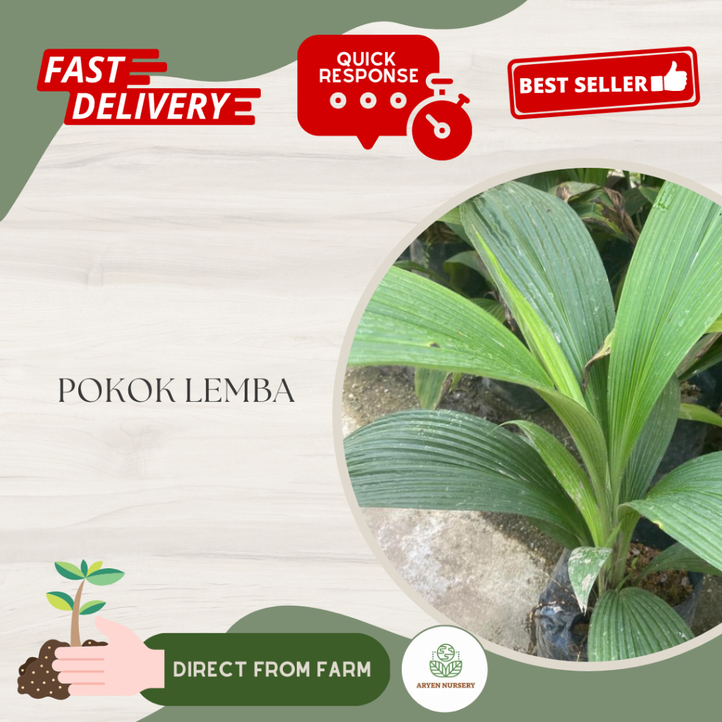 Aryen Nursery || Pokok Lemba | Shopee Malaysia