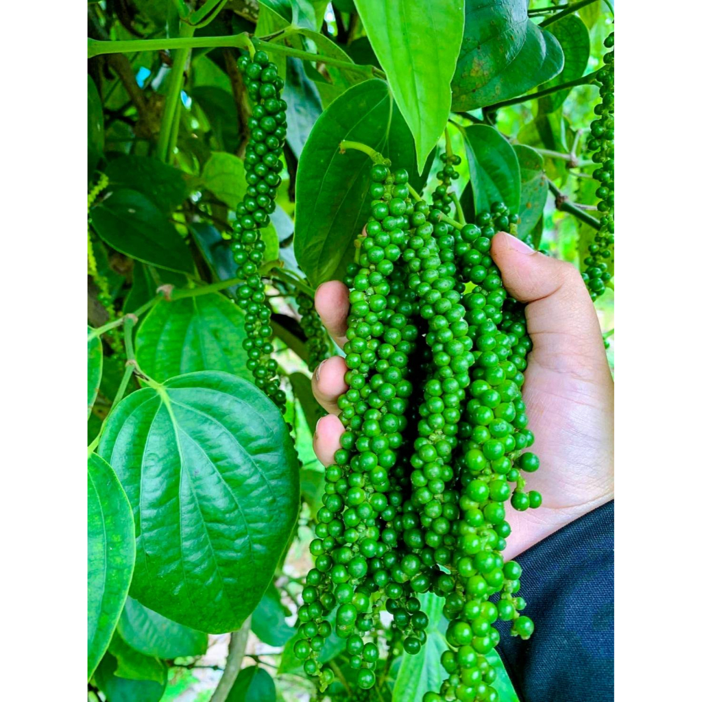 ANAK POKOK LADA HITAM | Shopee Malaysia