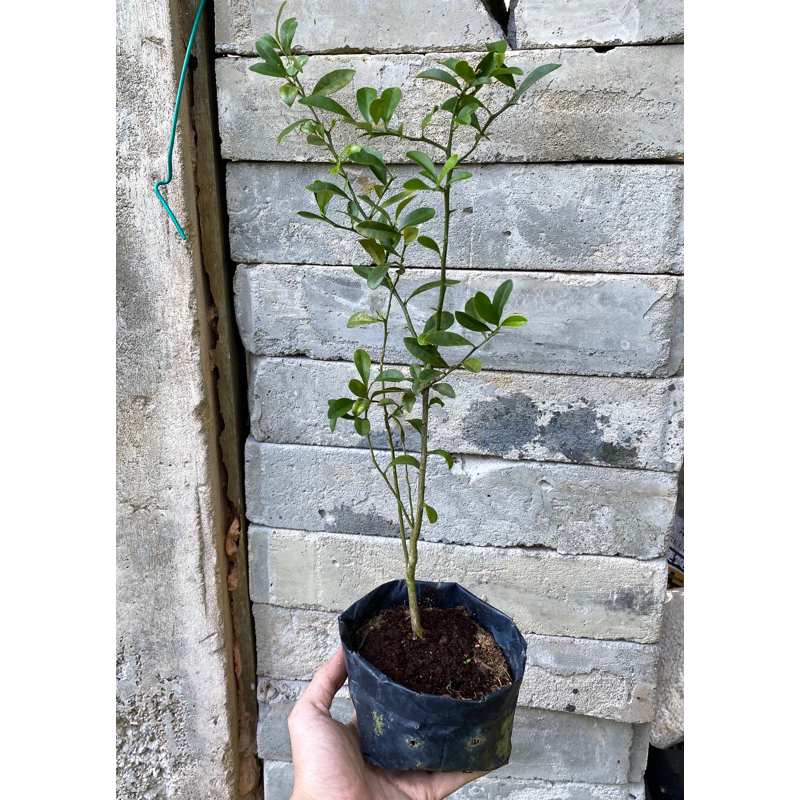 Japanese Kinzu bonsai material/日本 金豆柑 素材(盆栽/bonsai plant/live plant ...