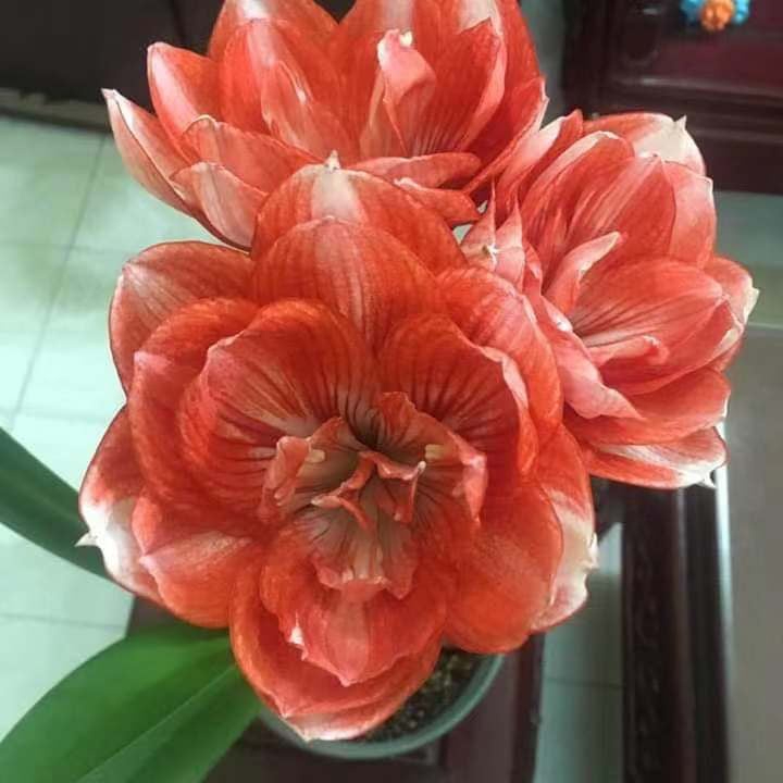 Ubi bunga double lily campur warna, bunga wangi menjamin berbunga ...