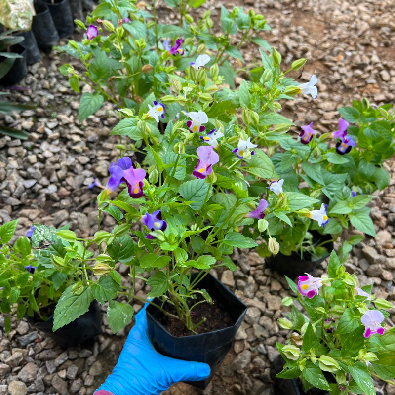 ANAK POKOK BUNGA TAPAK KUCING / MATA KUCING / WISHBONE FLOWER (TORENIA ...