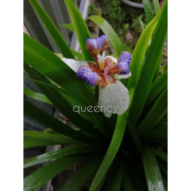 Anak Pokok Jerangau Sarawak/Bunga Iris/Walking Irish Plant | Shopee ...