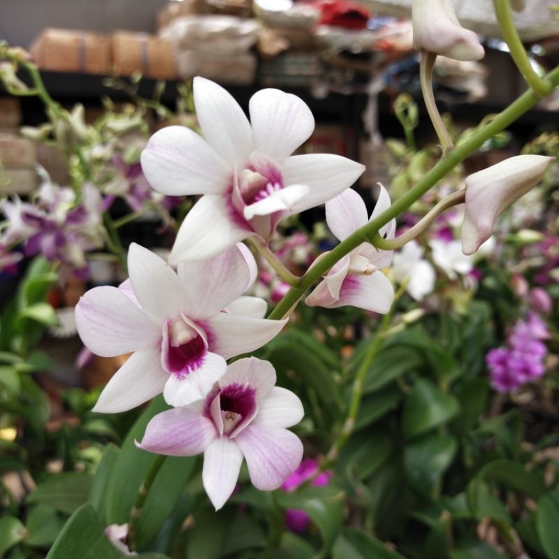 Pokok Bunga Orchid Dendrobium Live Plant (Orkid Dendro) | Shopee Malaysia