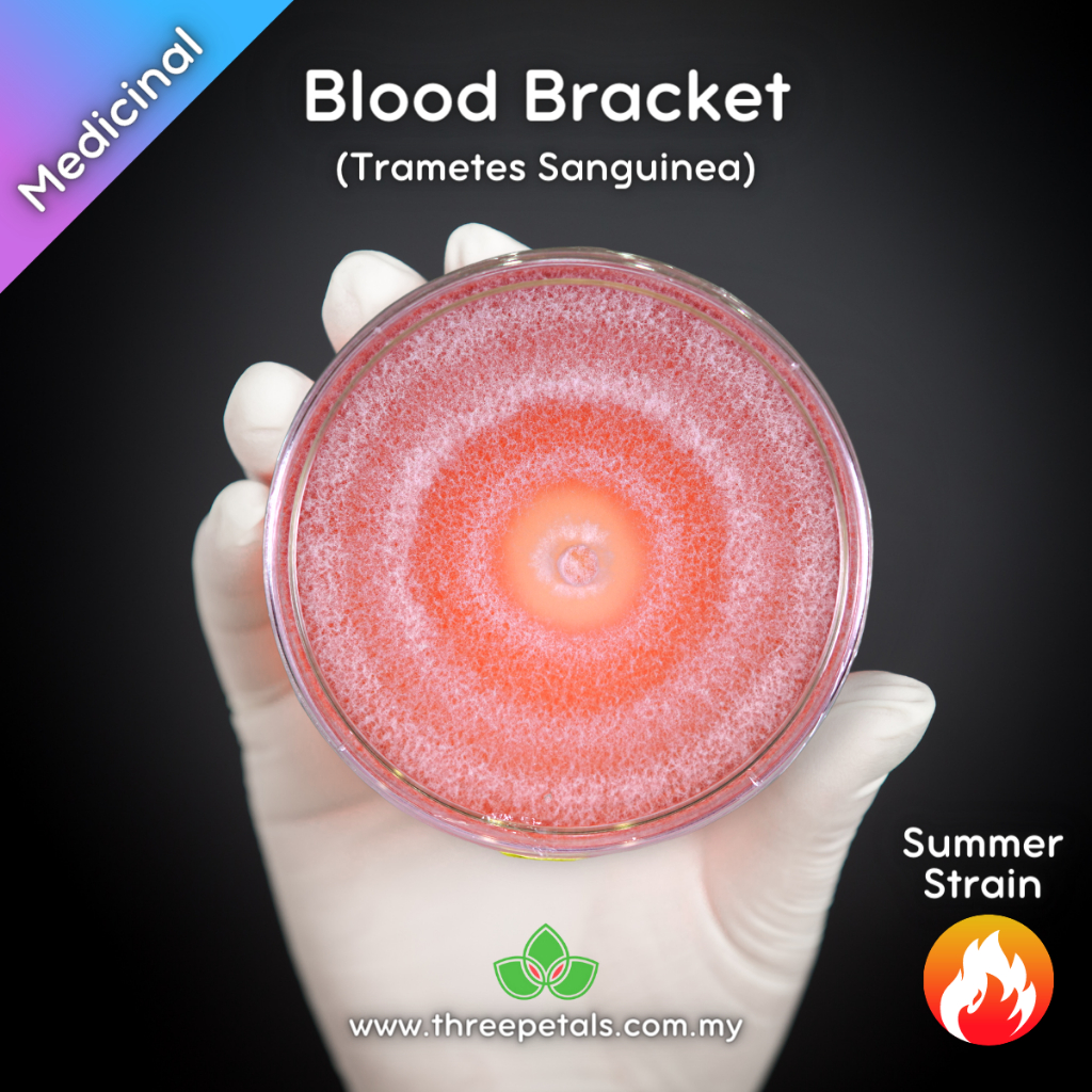 Blood Bracket (Trametes Sanguinea) Live Mycelium Mushroom Culture Spawn ...