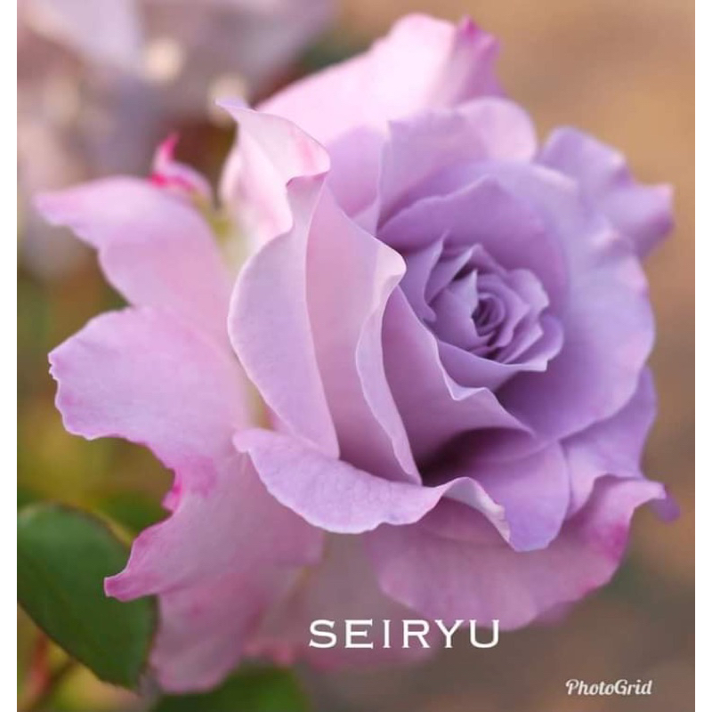 Ros ID Seiryu(Japan Grafted) | Shopee Malaysia