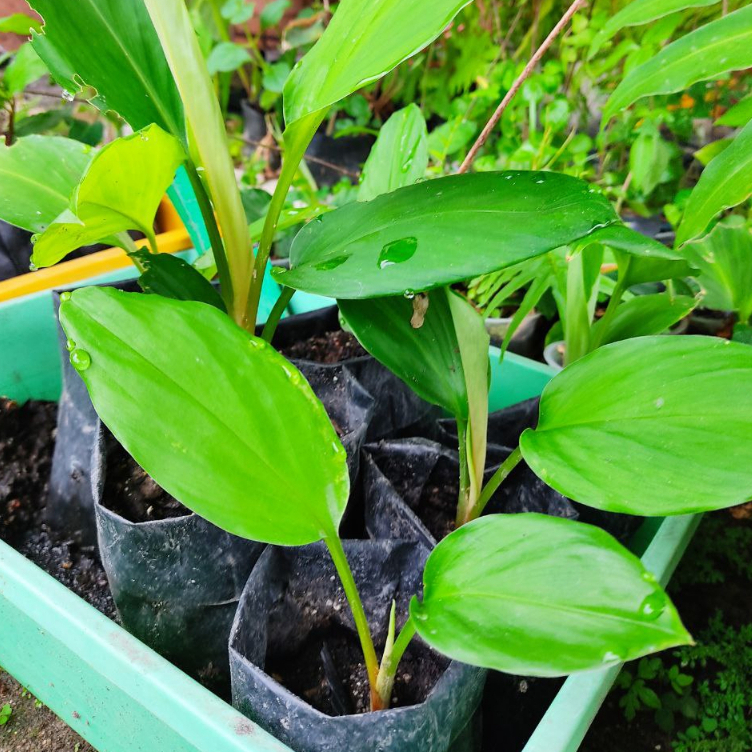 Anak pokok temu kunci / (Boesenbergia rotunda) | Shopee Malaysia