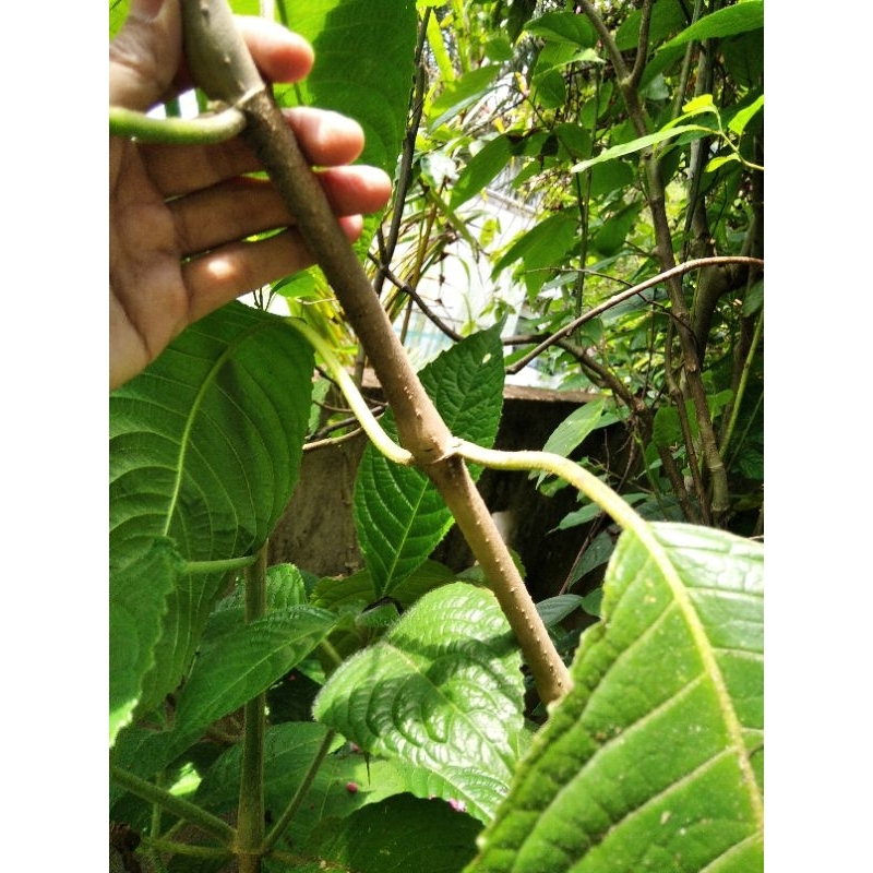 KERATAN BATANG POKOK KETUM AYAM | Shopee Malaysia