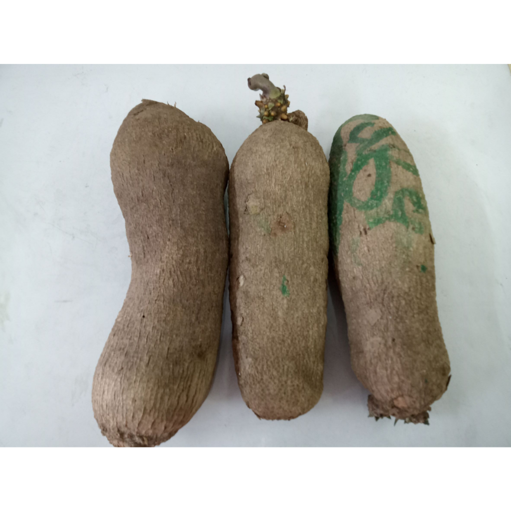 Nigeria White Yam 1KG=RM 30 Minimum Order 2KG | Shopee Malaysia
