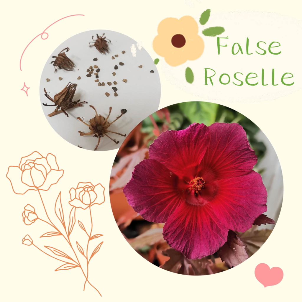Cranberry Hibiscus acetosella Seeds/False Roselle /Benih Bunga Raya ...