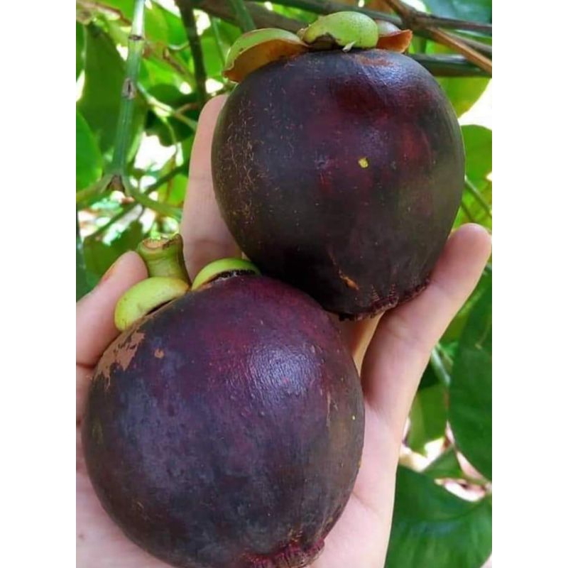 Pokok manggis Maste Hybrid | Shopee Malaysia
