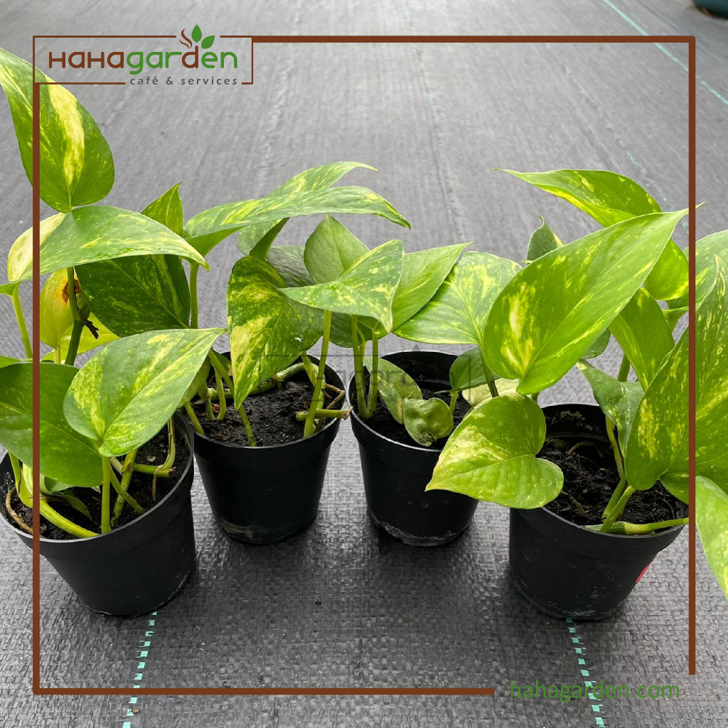 Money Plant/Golden Pothos/Pokok Duit/Devil's Vine/Indoor Plant(LIVE ...