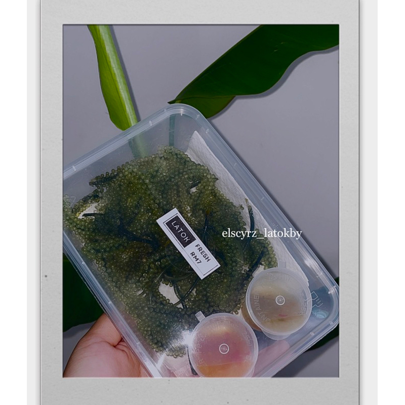 LATOK FRESH SEGAR MURAH READY STOCK | Shopee Malaysia