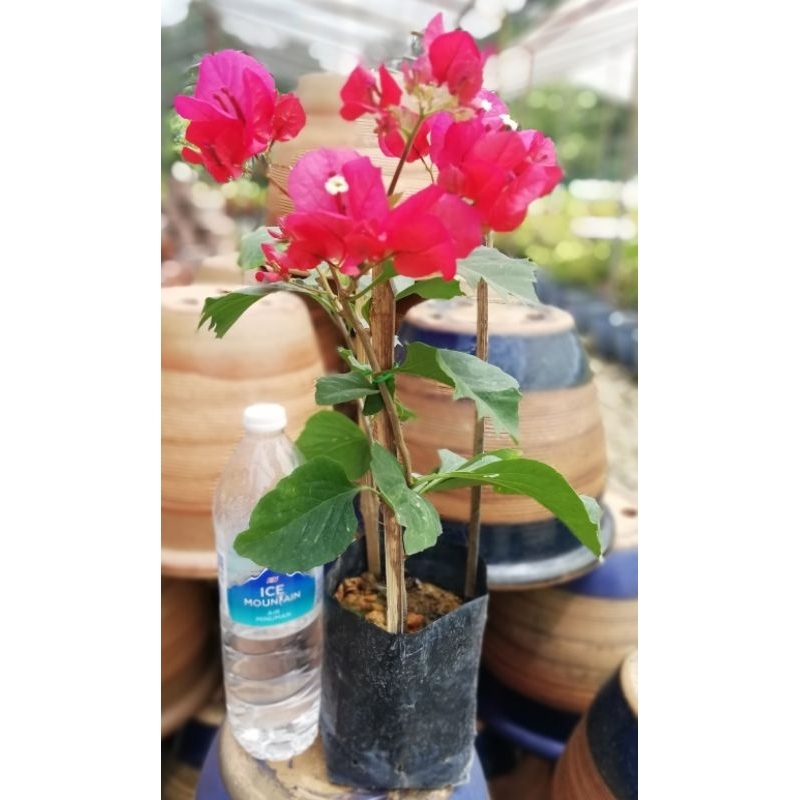 Bunga Kertas Bougainvillea Duck Feet | Shopee Malaysia