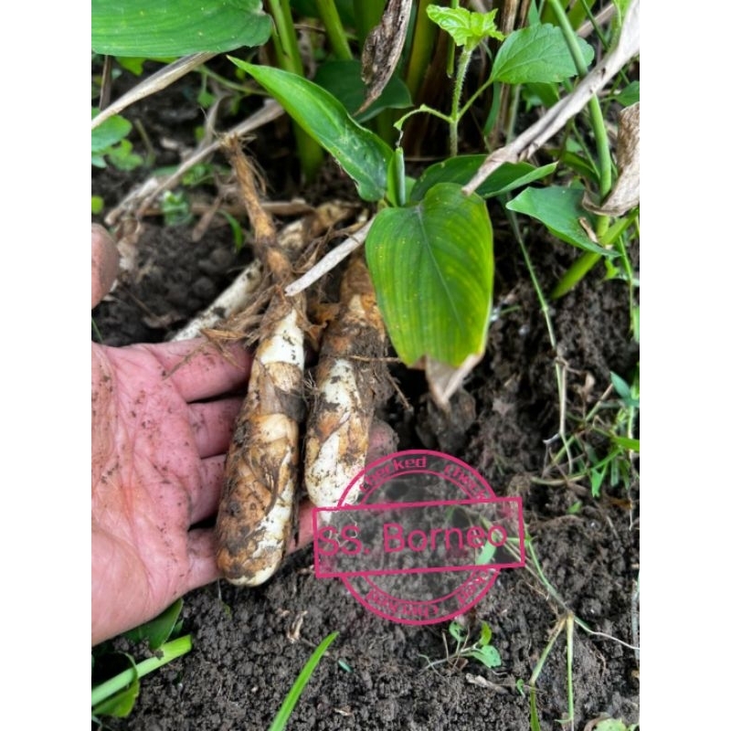 POKOK UBI BEMBAN/ARROW ROOT/UBI GARUT/SAGU BEMBAN | Shopee Malaysia