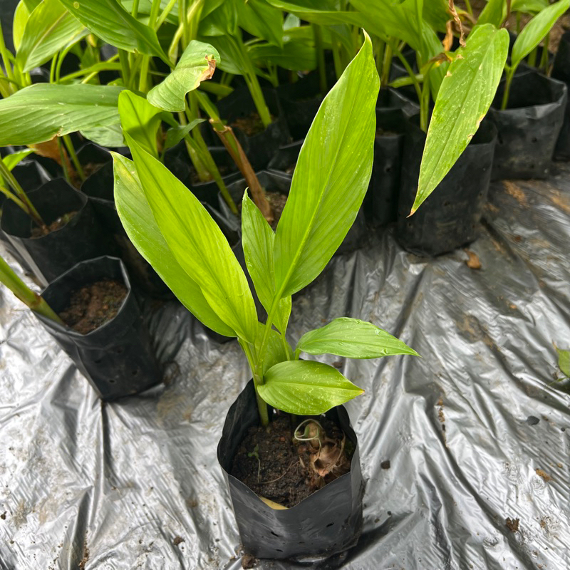 ANAK POKOK TEMU HITAM / TEMU IRENG (CURCUMA AERUGINOSA) | Shopee Malaysia