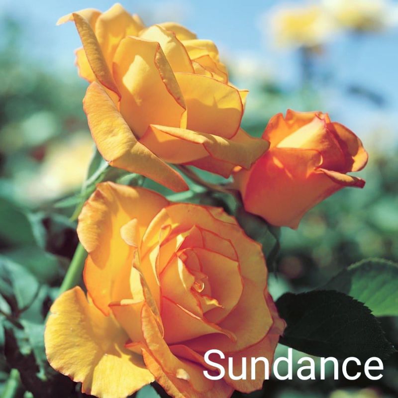 pokok ros tahan panas ready stock ros kampung bunga ros thailand ros menjalar ros wangi zety ...