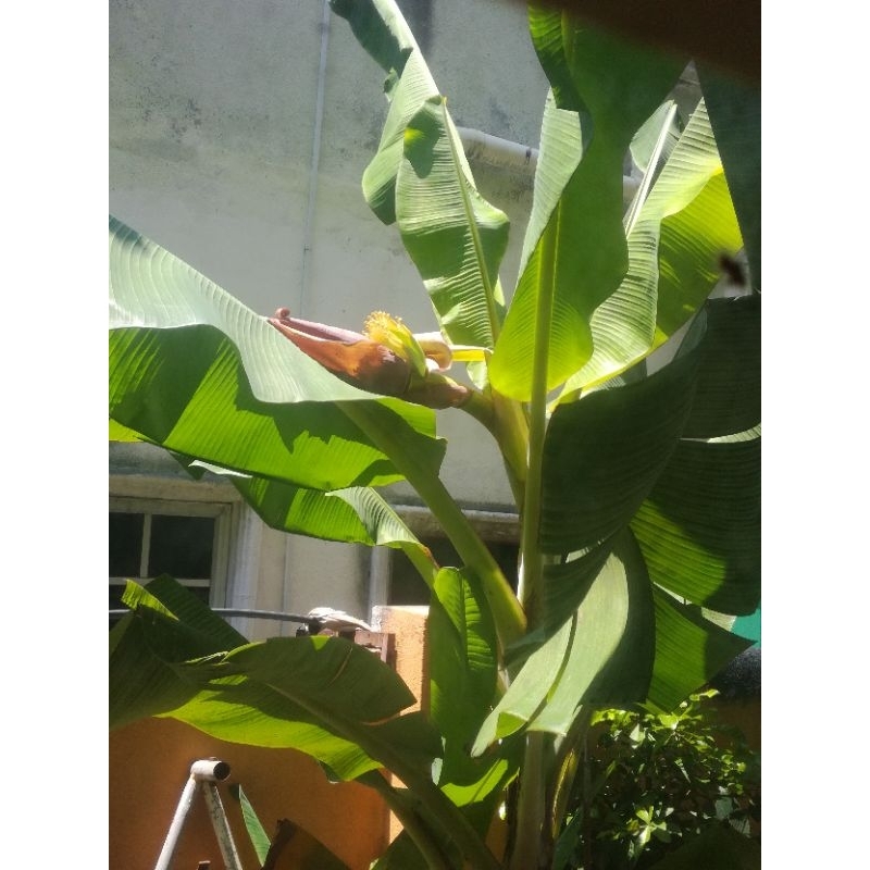 Anak Pokok/Sulur Pisang Empat Puluh Hari @ Pisang Boyan | Shopee Malaysia
