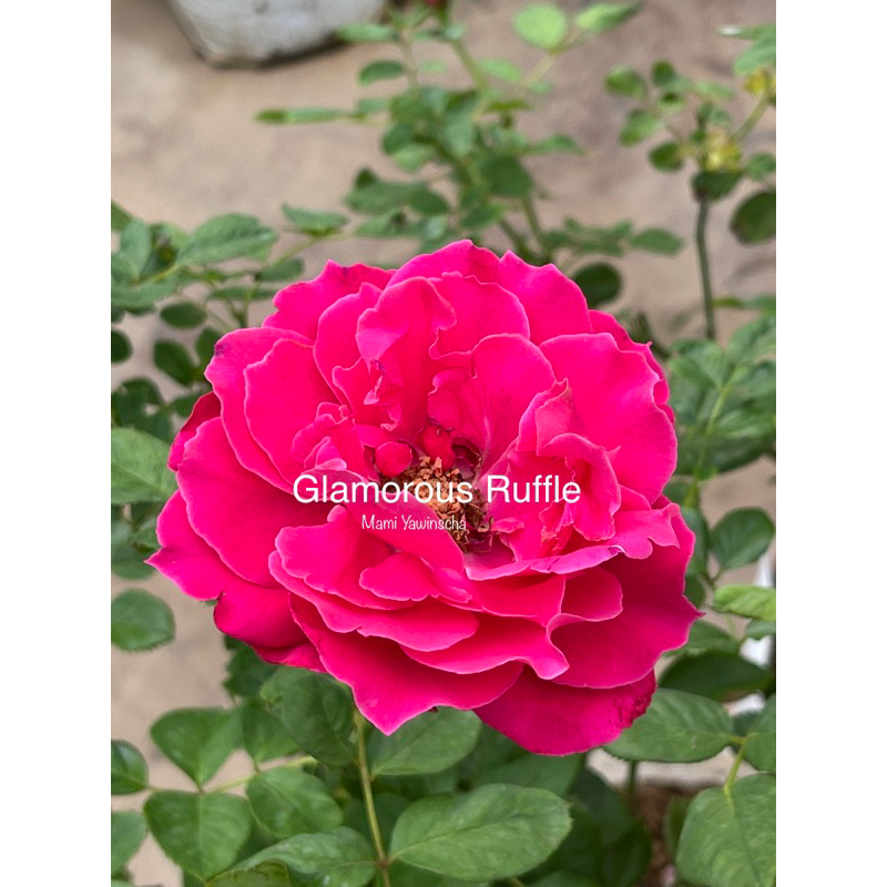 Ros ID Glamourous Ruffle rose(grafted) | Shopee Malaysia